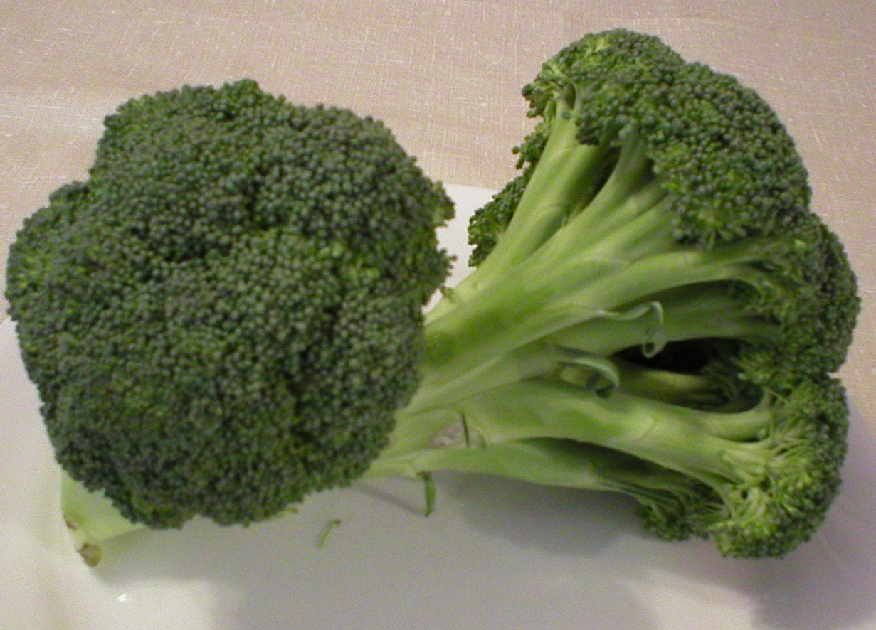 Broccoli 101 – The Basics (UPDATE)