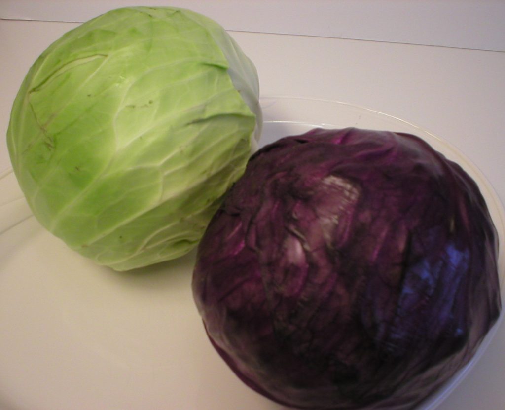 Purple (aka Red) Cabbage vs Green Cabbage…A Comparison