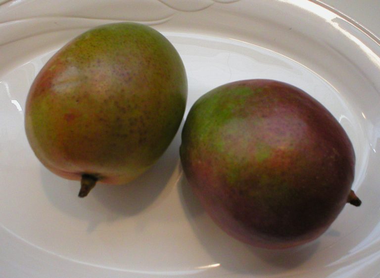 Mangos 101 – The Basics