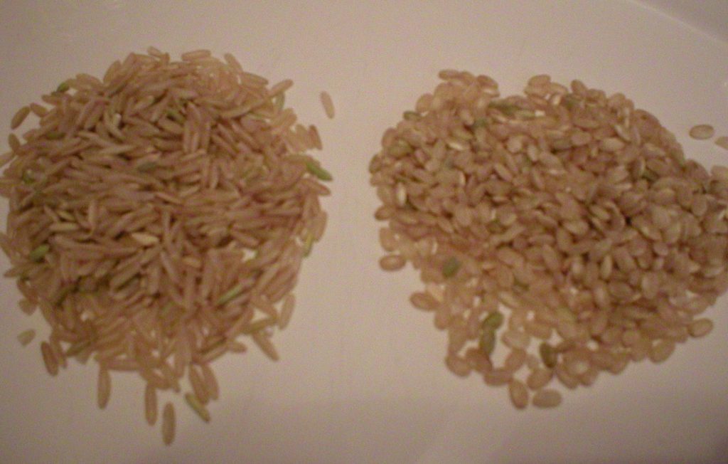 Rice 101 – The Basics