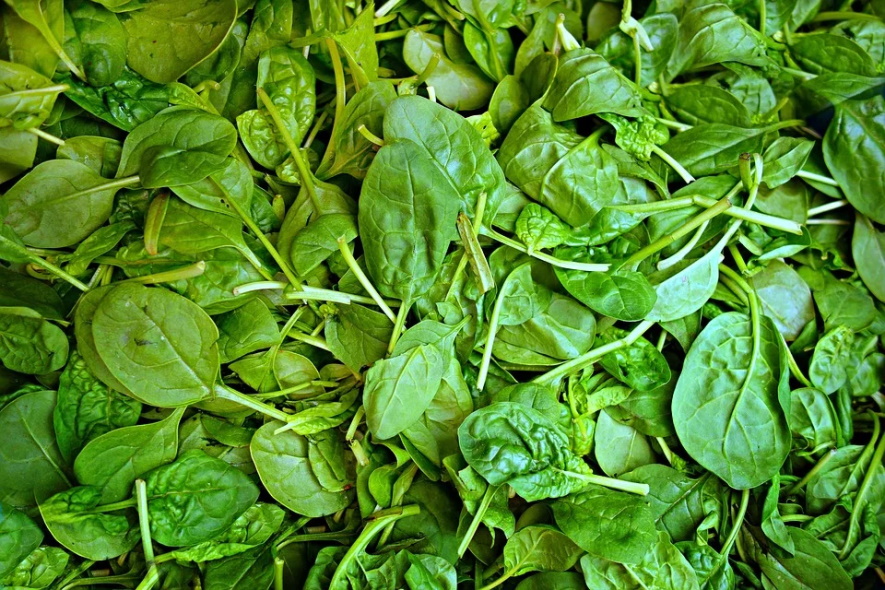 Spinach 101 – The Basics