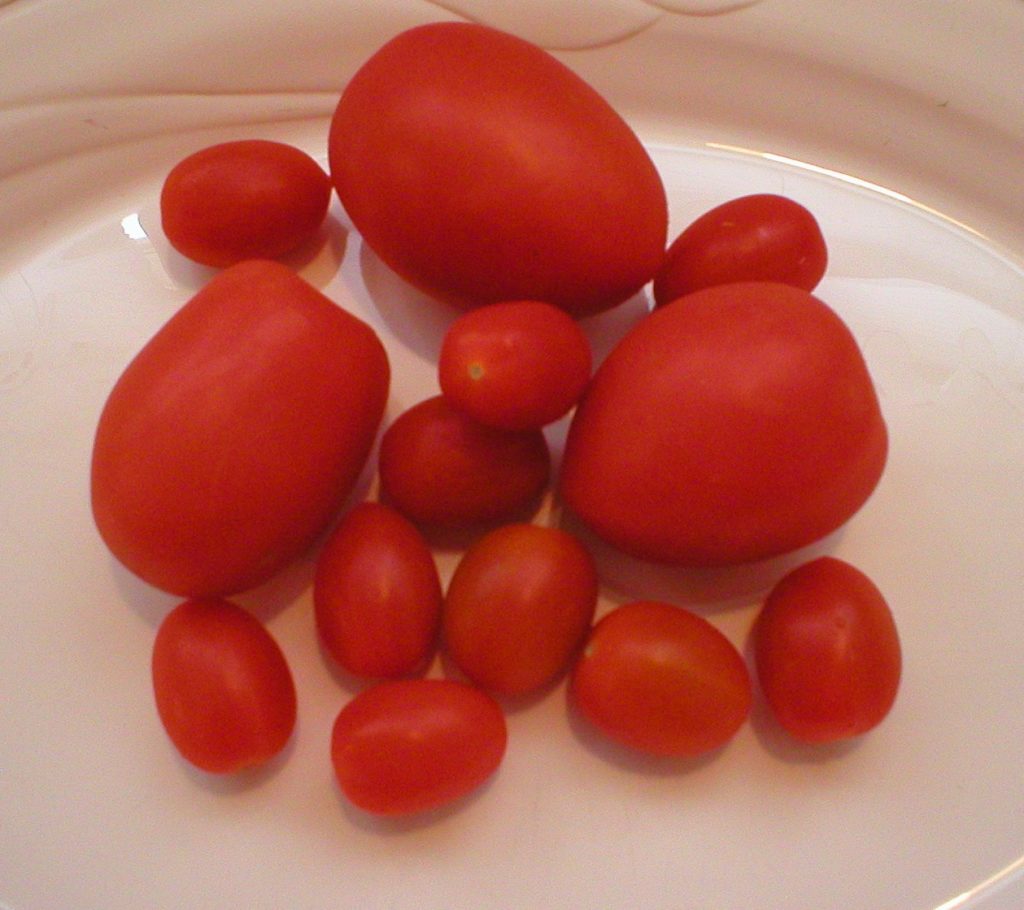 Tomatoes 101 – The Basics
