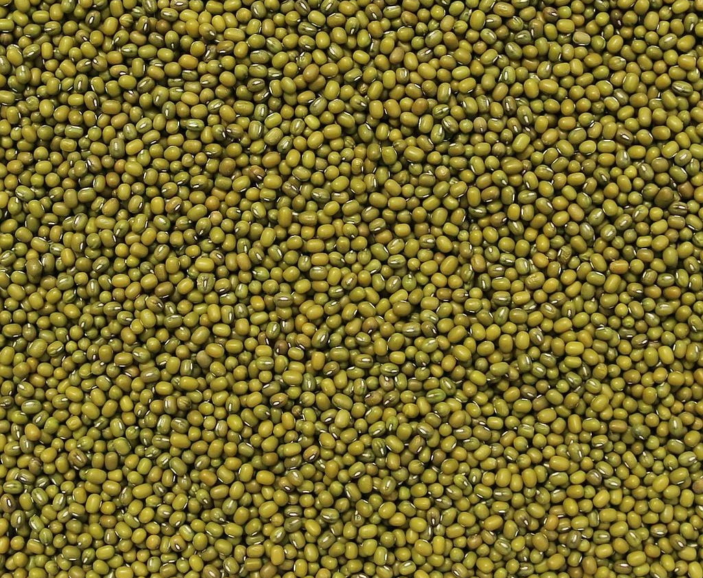 Mung Beans 101 – The Basics
