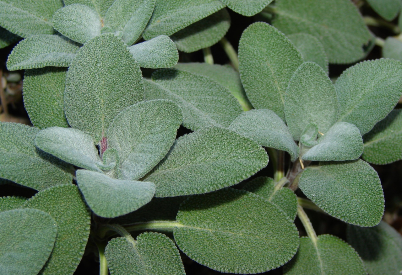 Sage 101 The Basics Sage 101 The Basics