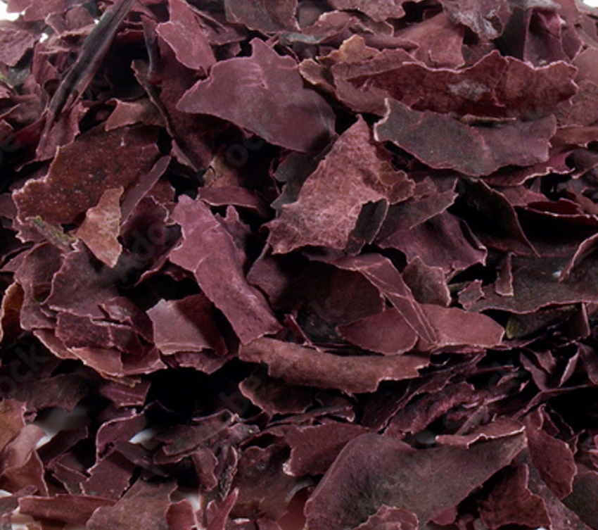 Dulse 101 – The Basics